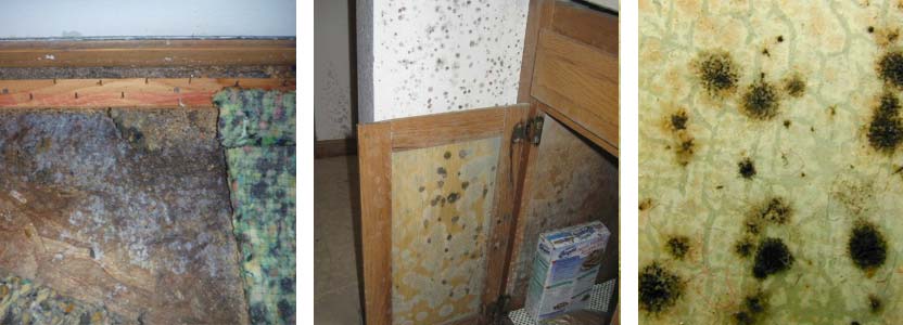 How to Identify 5 Common Types of Mold in Your Household